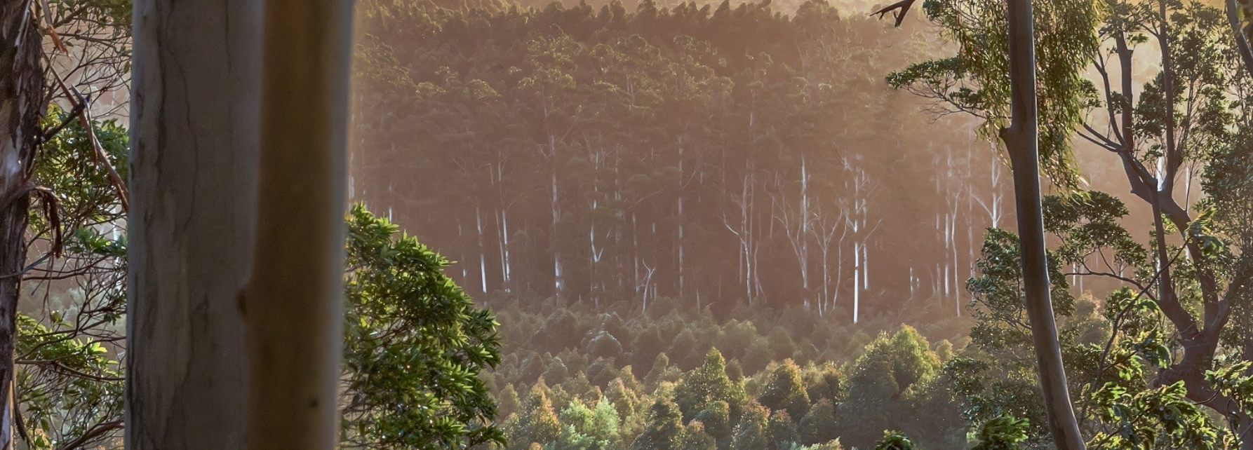 Forestry Corporation of NSW Graduate Programmes | Prosple Australia