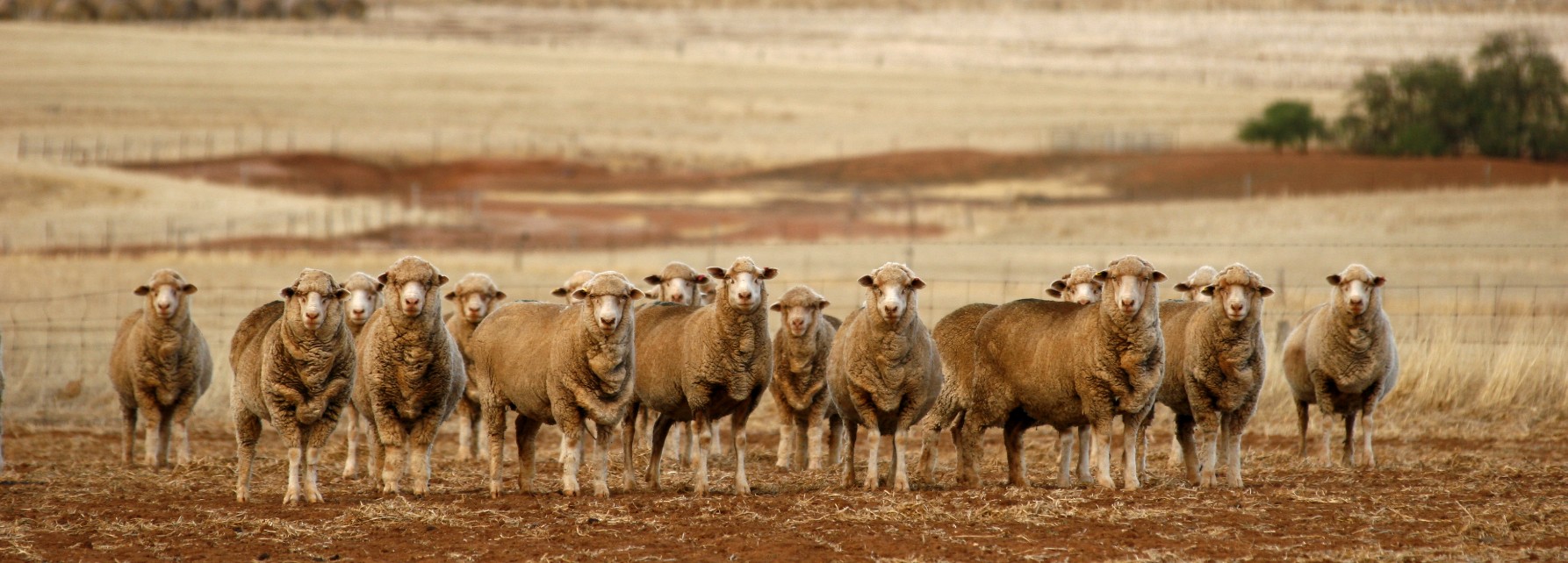 Australian Wool Innovation Graduate Programmes | Prosple Australia